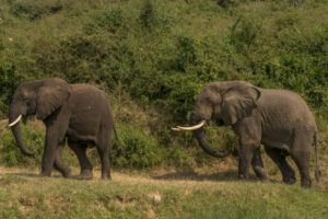 THE LIFE OF AN AFRICAN ELEPHANT MATRIARCH: THE MOTHER AND THE LEADER ...