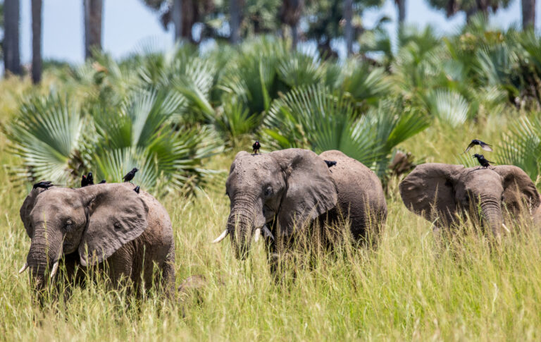 THE LIFE OF AN AFRICAN ELEPHANT MATRIARCH: THE MOTHER AND THE LEADER ...