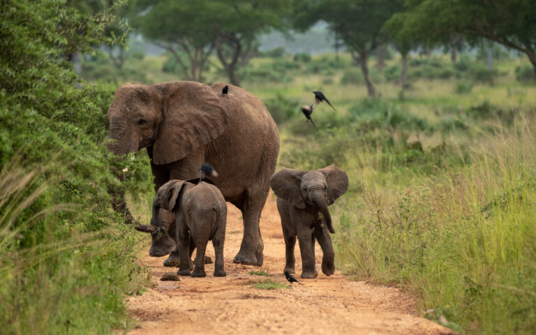 THE LIFE OF AN AFRICAN ELEPHANT MATRIARCH: THE MOTHER AND THE LEADER ...