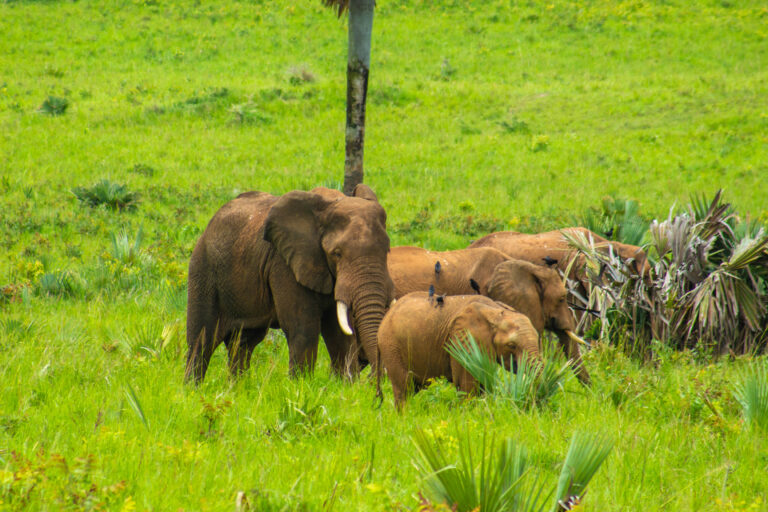 THE LIFE OF AN AFRICAN ELEPHANT MATRIARCH: THE MOTHER AND THE LEADER ...