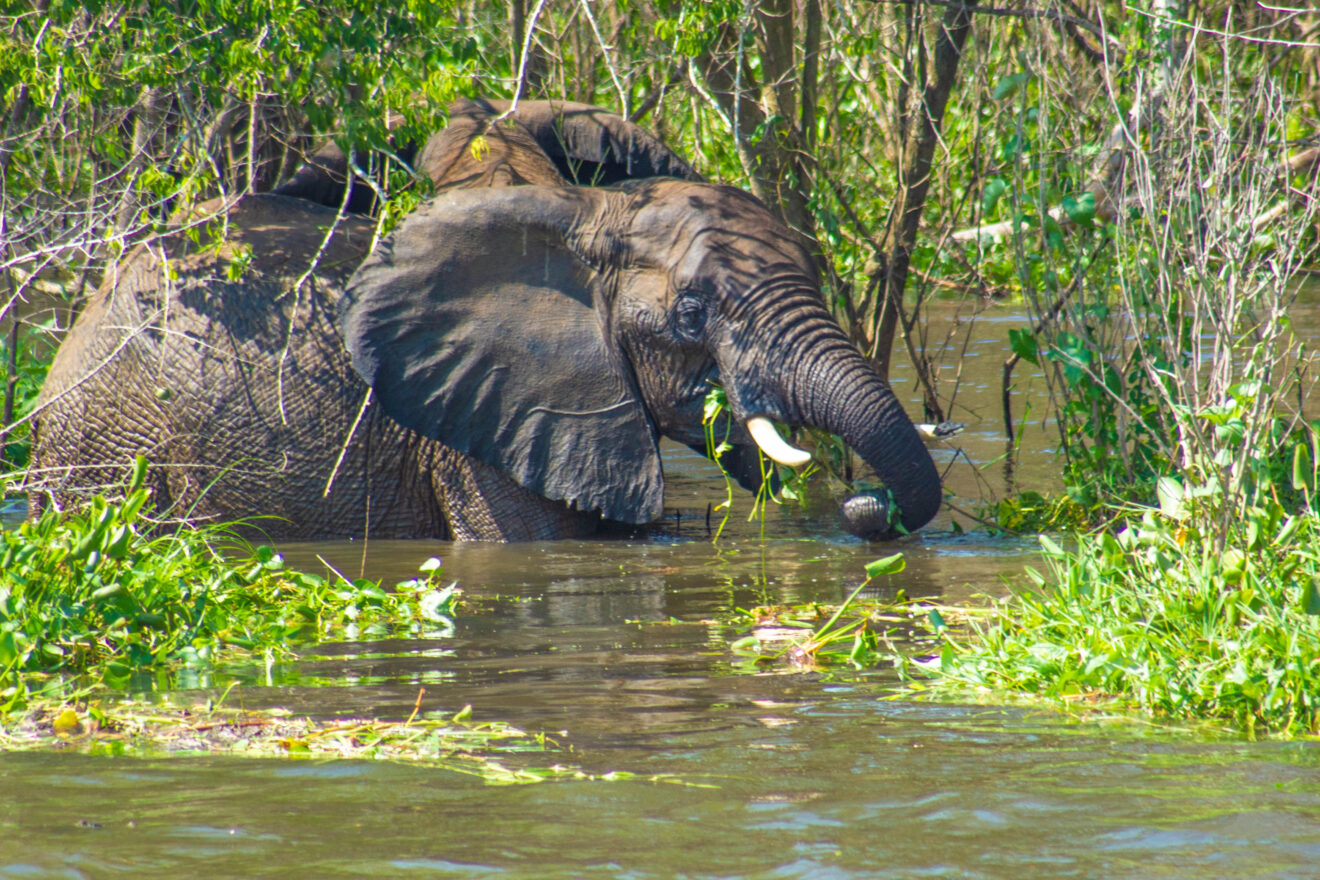 THE LIFE OF AN AFRICAN ELEPHANT MATRIARCH: THE MOTHER AND THE LEADER ...