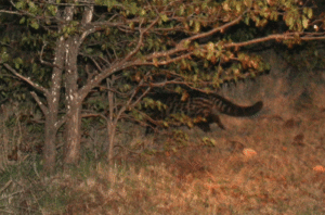THE SCENT OF THE WILD: AFRICAN CIVET - J.T Safaris
