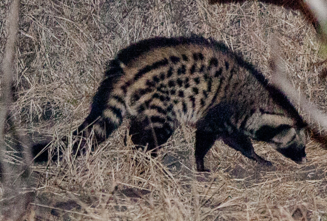 THE SCENT OF THE WILD: AFRICAN CIVET - J.T Safaris
