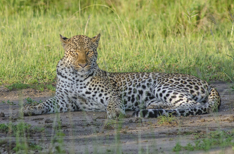 THE HIDDEN LIVES OF UGANDA'S NOCTURNAL CATS - J.T Safaris
